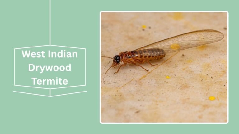 20 Types of Termites: Identification, Habitat, Behaviors, and Lifecycle