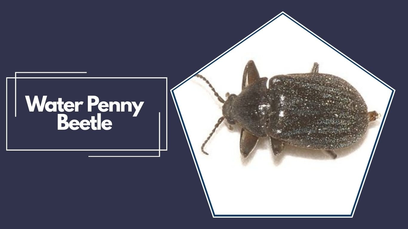 17 Types of Water Beetle: Identification, Habitat, Behaviors, Diet