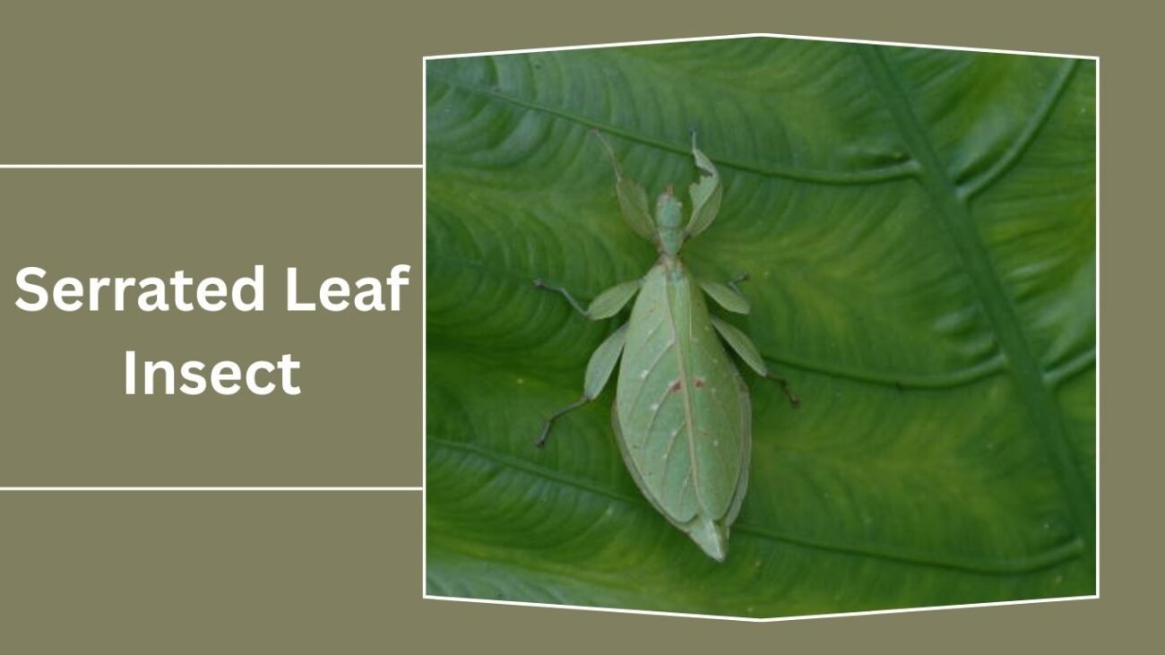 15 Types of Leaf Insect: Identification With Picture