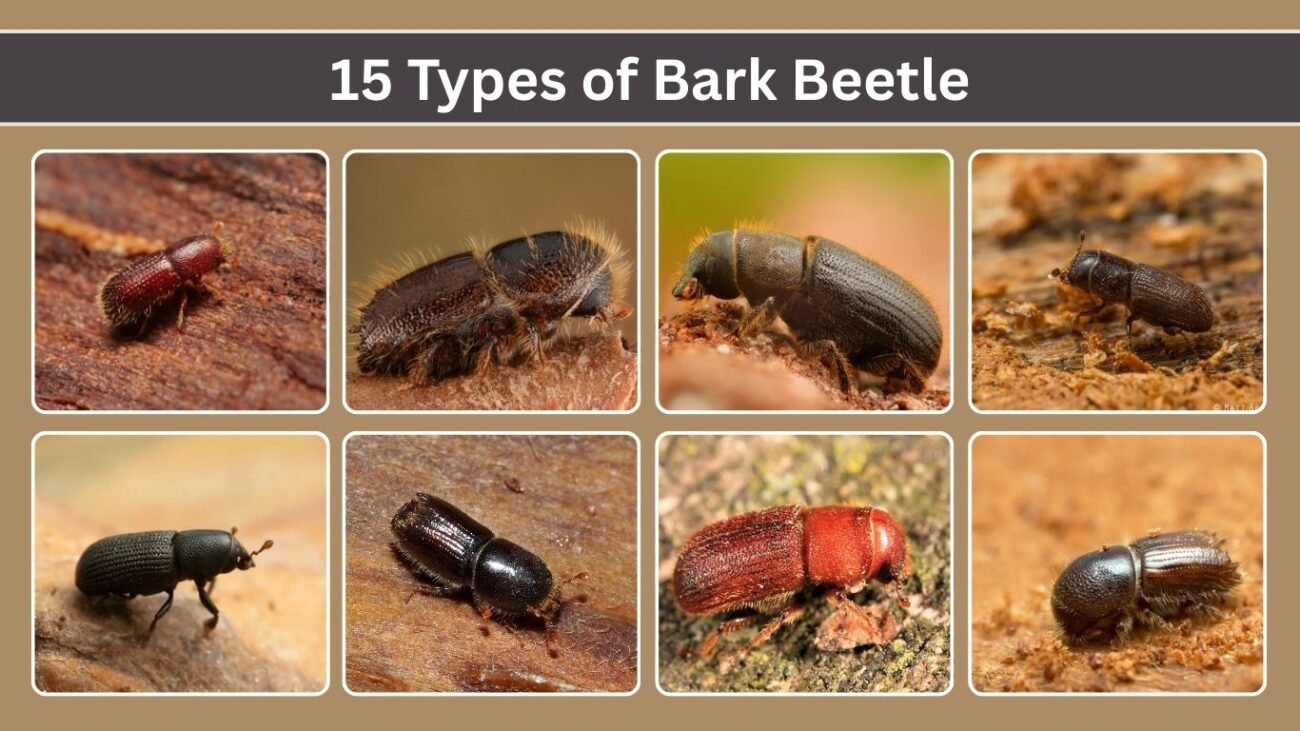 15 Types of Bark Beetle: Identification, Habitat, Behavior and Lifecycle