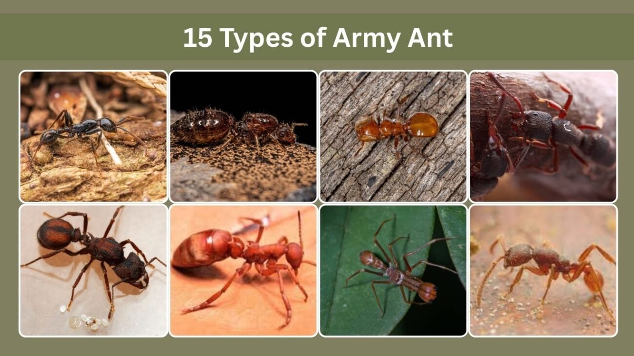 15 Types of Army Ant: Identification, Habitat, Behaviors and Diet