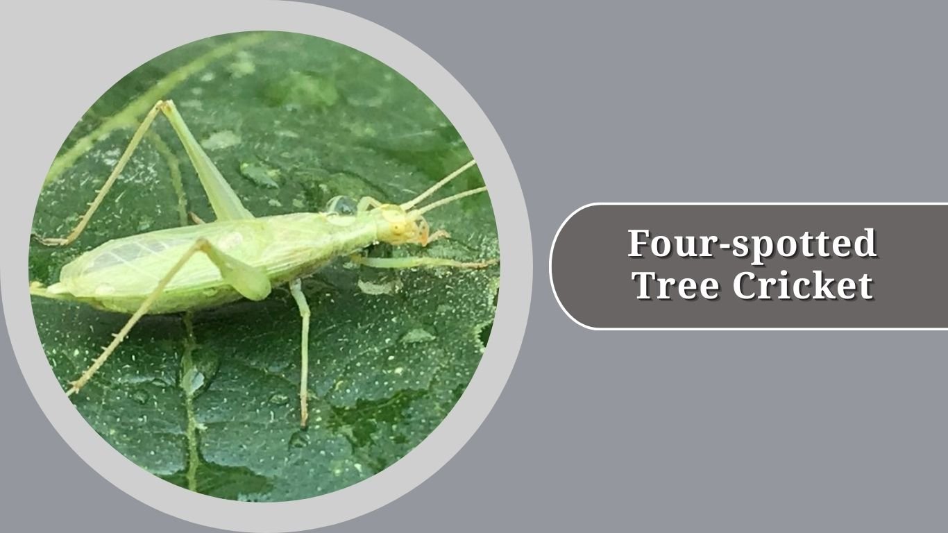 30 Types of Cricket: Identification, Habitat, Behavior and Lifecycle