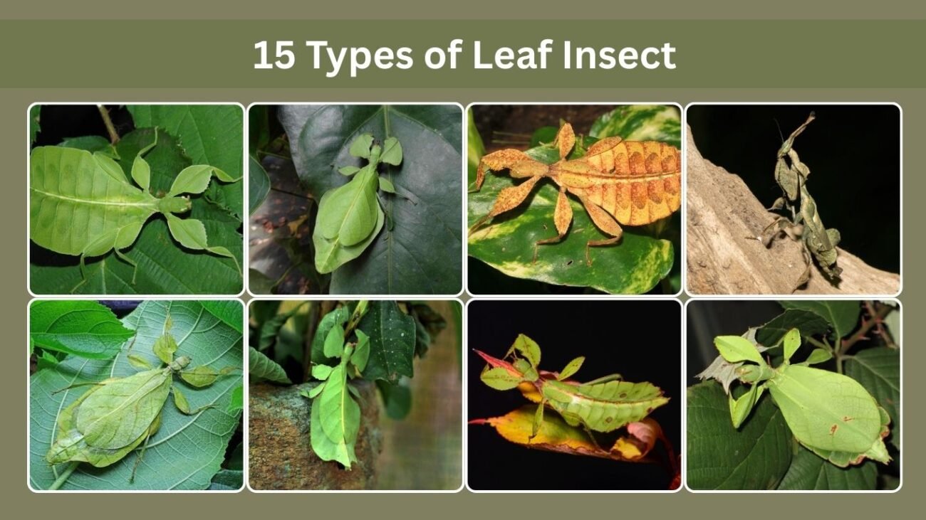 15 Types of Leaf Insect: Identification With Picture