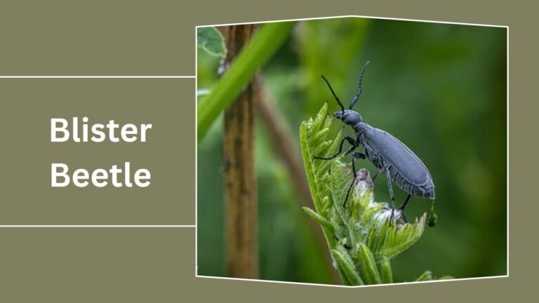 25 Types of Beetle: Identification, Habitat, Behaviour and Diet