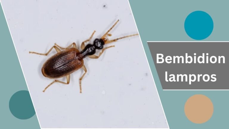 25 Types of Ground beetle: Identification, Habitat, Behaviour and Lifecycle