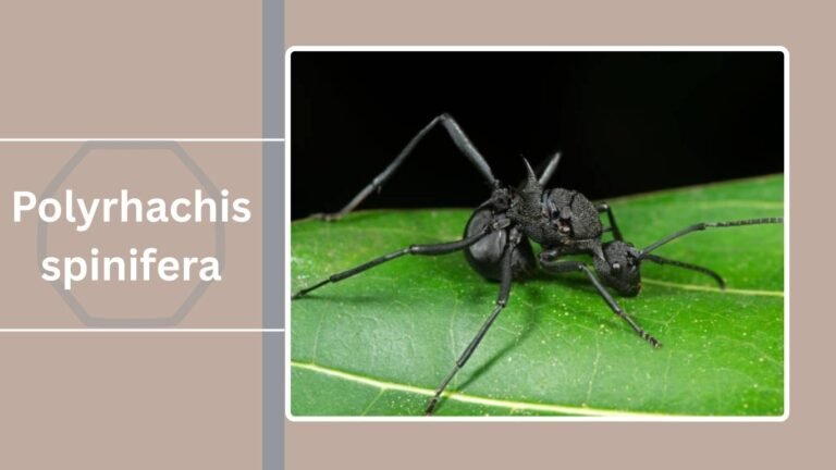 25 Types of Weaver Ant: Identification with Pictures