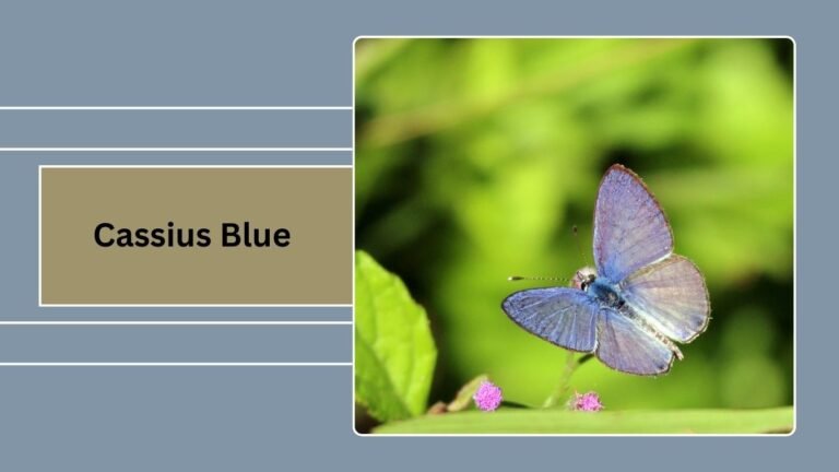 20 Types of Blue Butterfly: Identification with Pictures