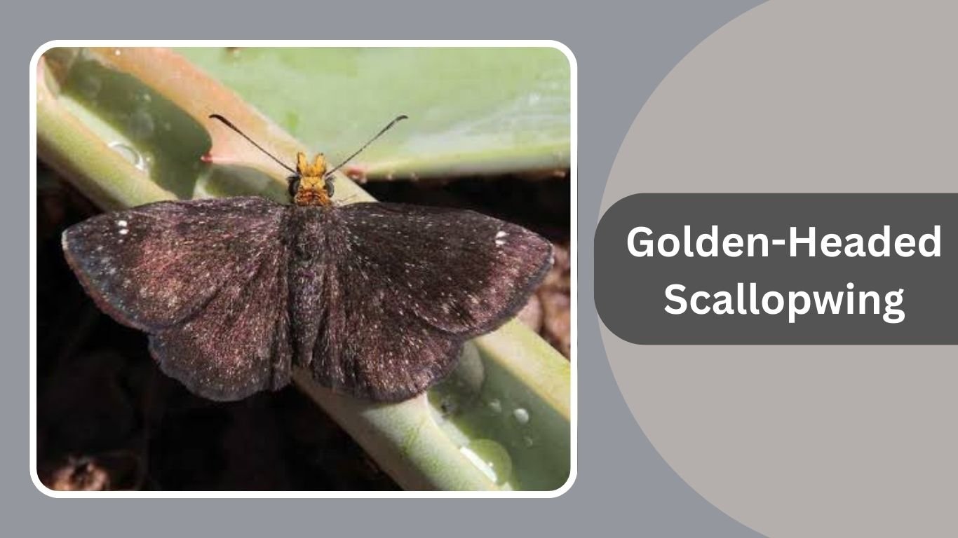 20 Types of Skipper Butterfly: Identification With Picture