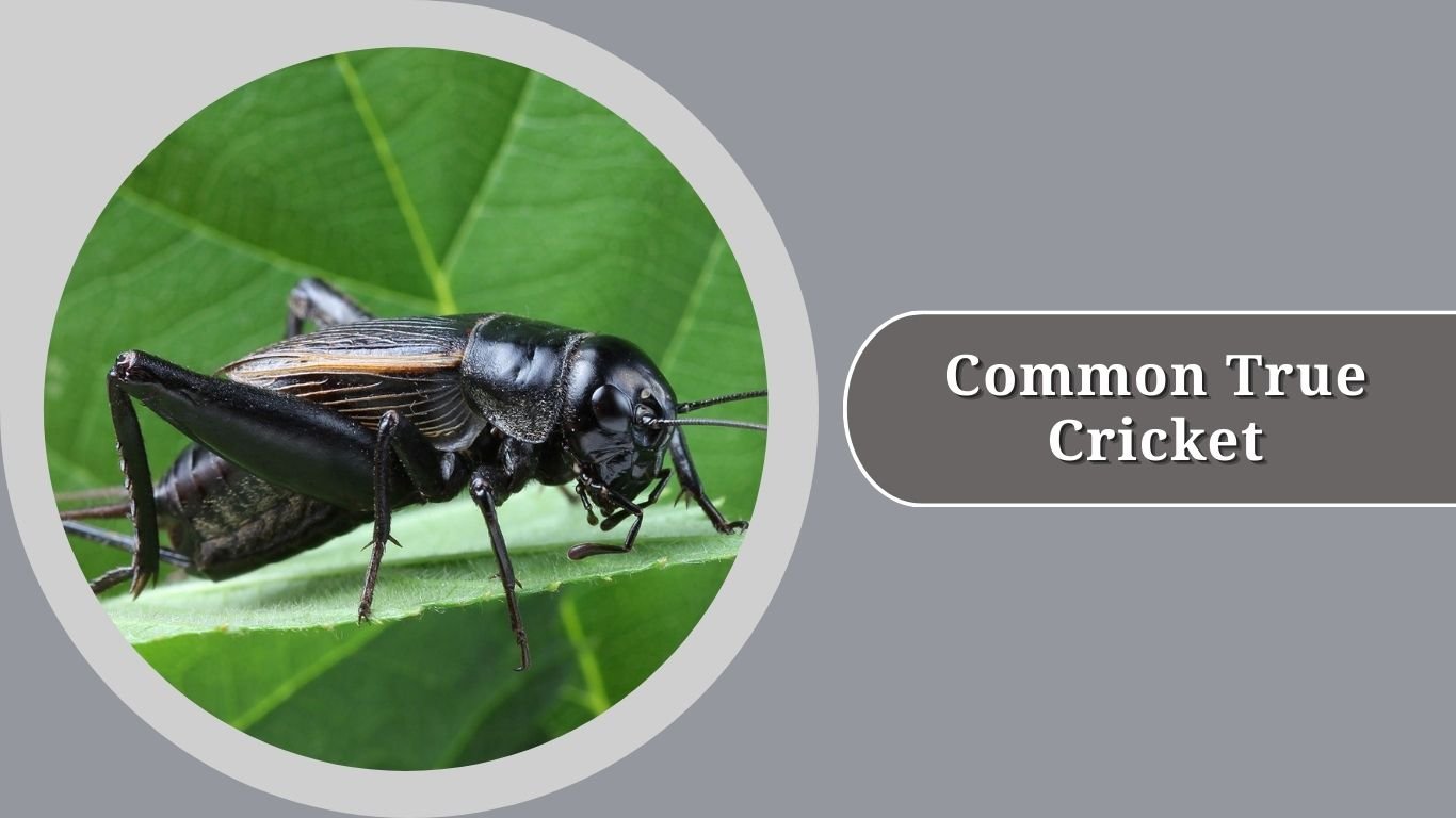 30 Types of Cricket: Identification, Habitat, Behavior and Lifecycle