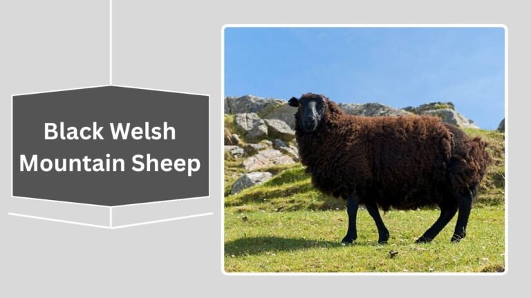 27 Common Types of Sheep Breeds: Identification with Pictures