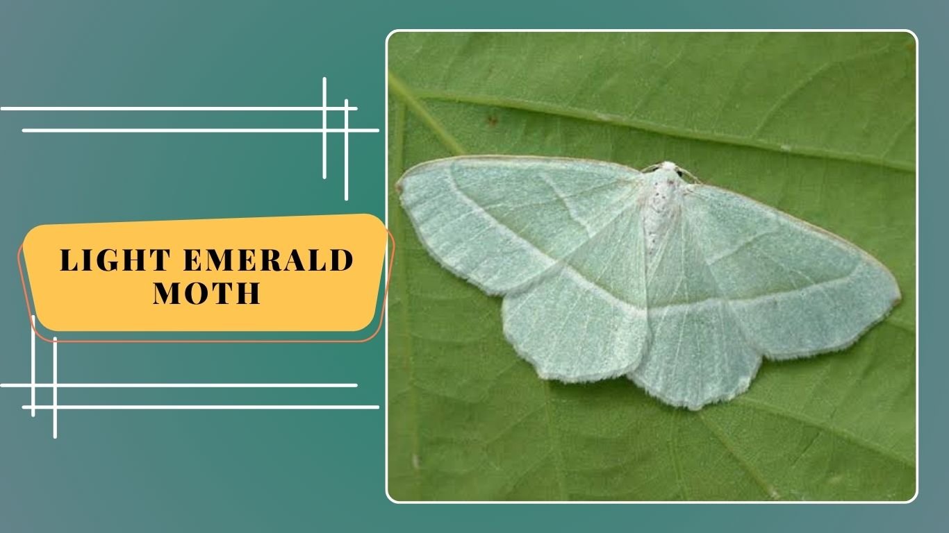 30 Types of Moth: Identification with Pictures