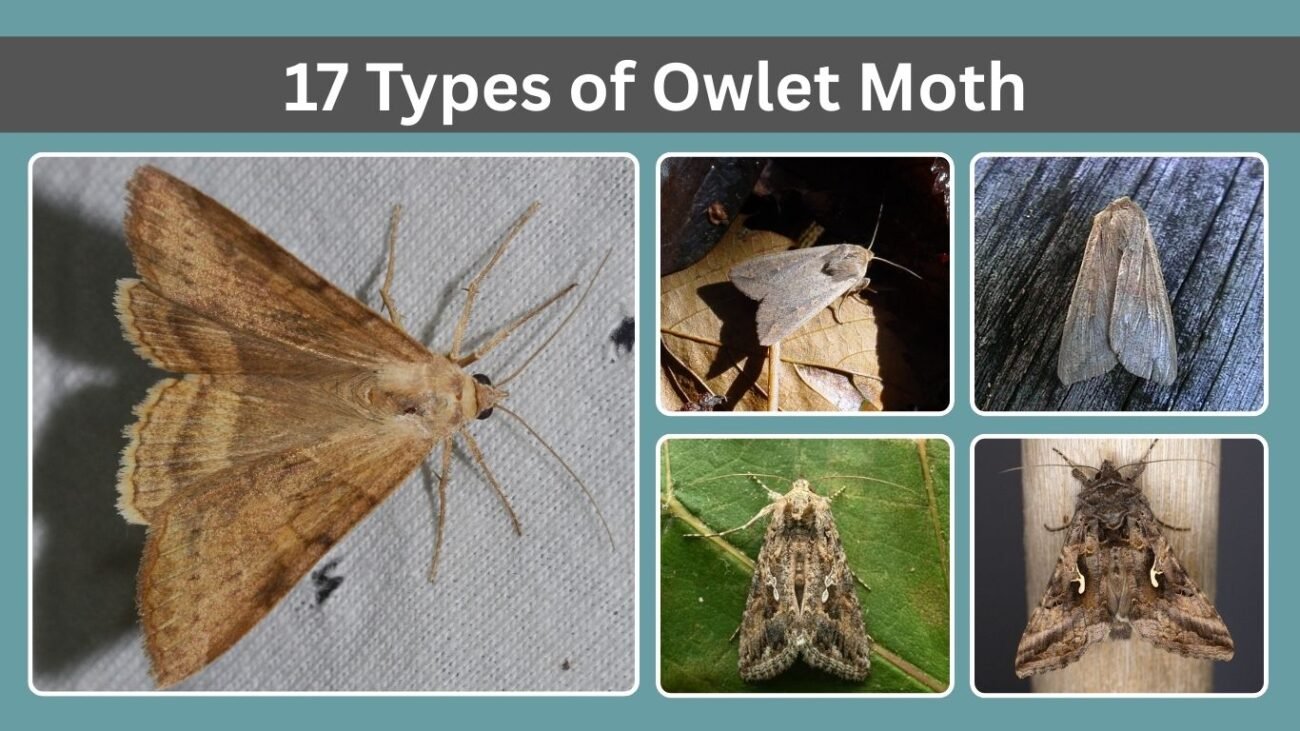 17 Types of Owlet Moth: Identification with Pictures