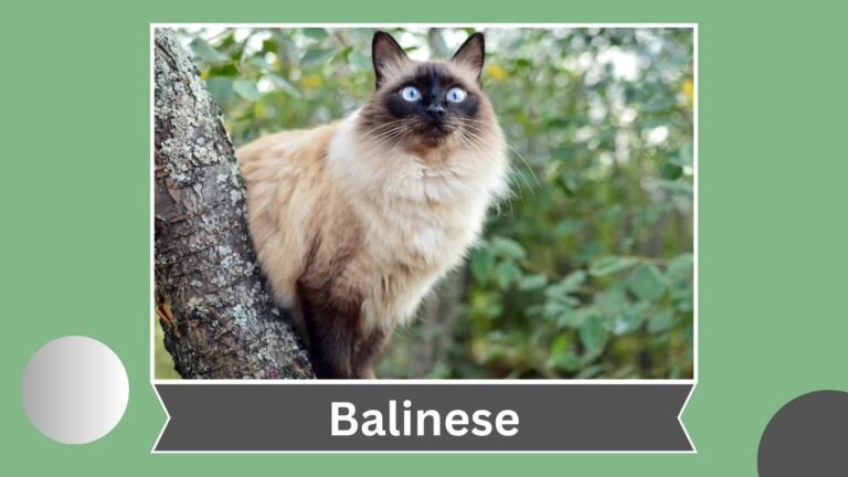 27 Most Common Cat Breeds: Identification with Pictures