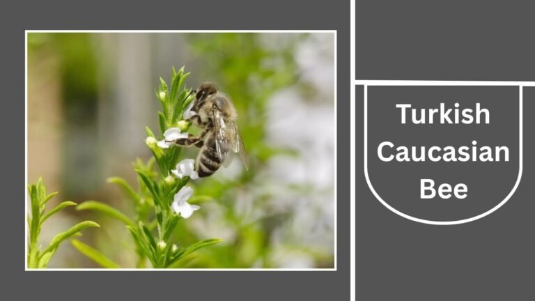 25 Types of Honeybees: Identification, Habitat, and Behaviors