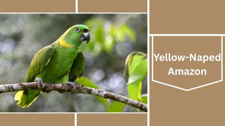 13 Talking Parrots talk like Humans: Identification with Pictures