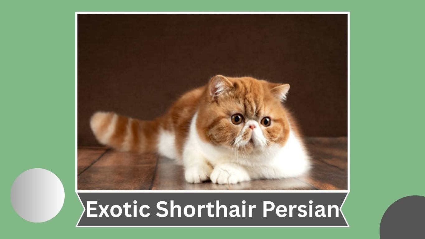 7 Types of Persian Cats: Identification with Pictures