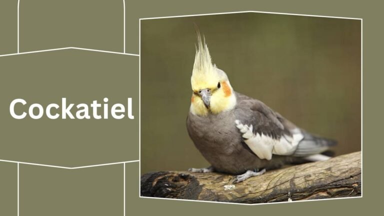12 Small Pet Birds for Beginners: ID with Pictures