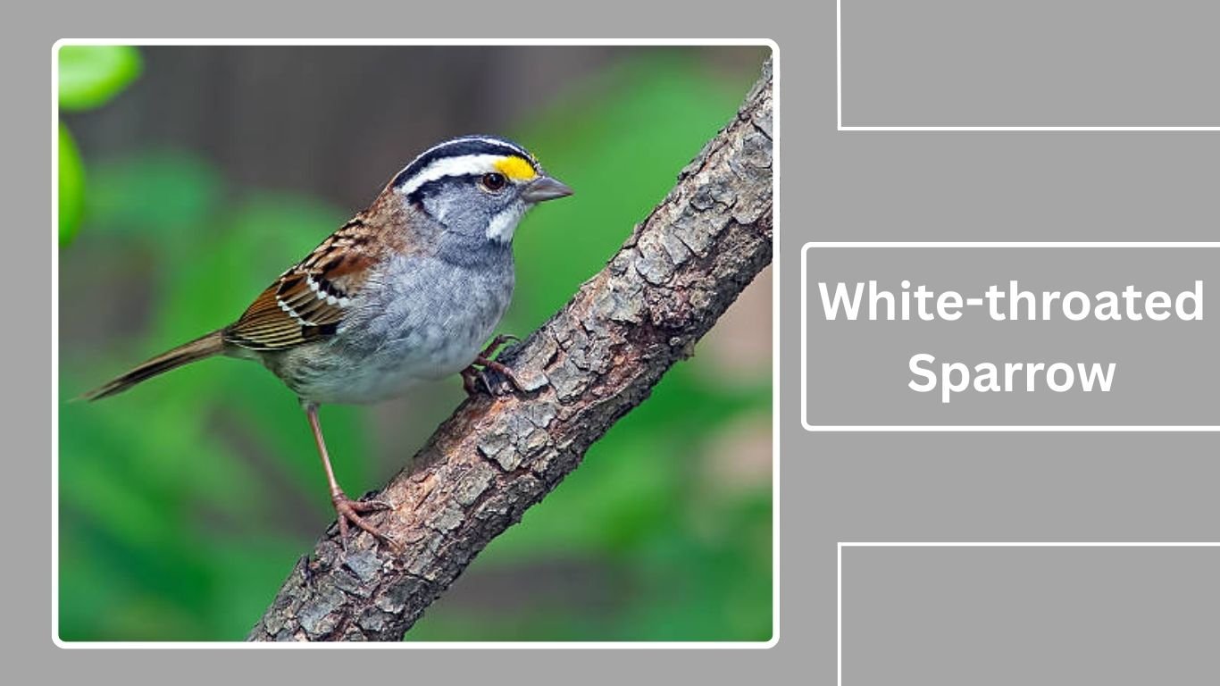 10 Bird with Black and White Striped Head: Identification with Pictures