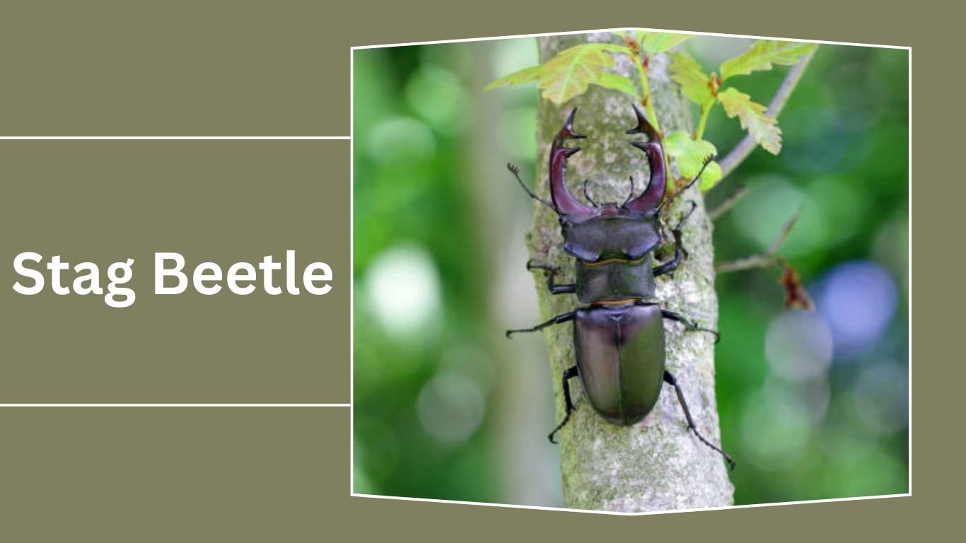 25 Types of Beetle: Identification, Habitat, Behaviour and Diet