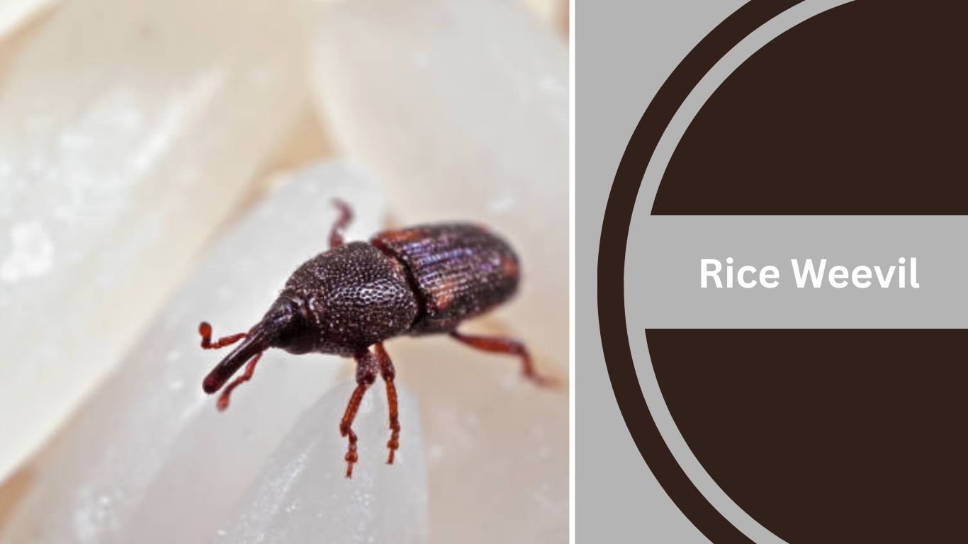 25 Types of Weevil: Identification, Habitat, Behaviour and Lifecycle