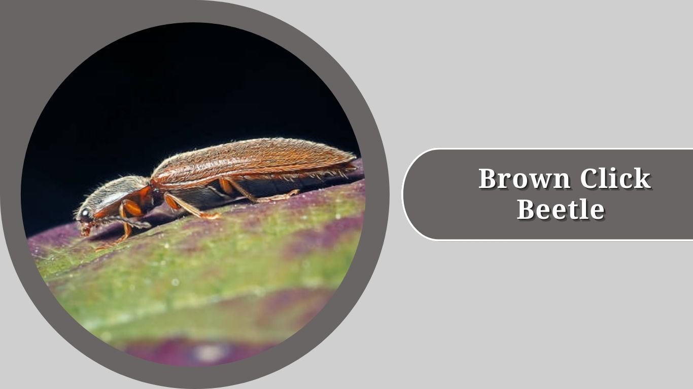 18 Types of Click beetle: Identification, Habitat with Pictures