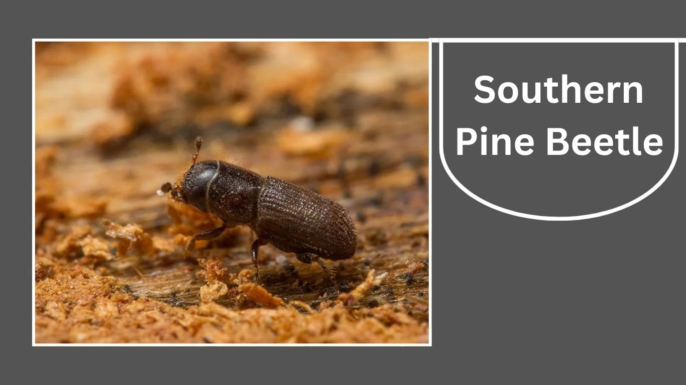 15 Types of Bark Beetle: Identification, Habitat, Behavior and Lifecycle
