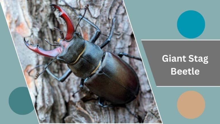 15 Types Stag Beetle: Identification, Habitat, Behavior, Diet and Lifecycle