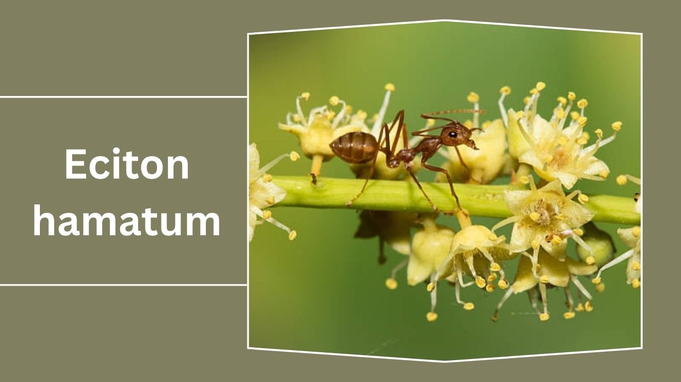 15 Types of Army Ant: Identification, Habitat, Behaviors and Diet