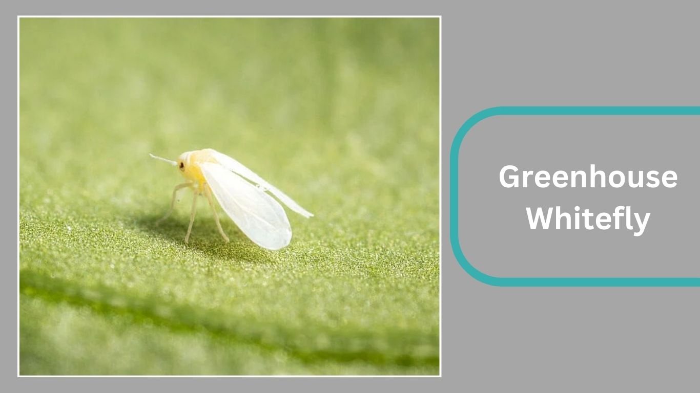 15 Types of Whitefly: Identification, Habitat, Behaviors and Diet
