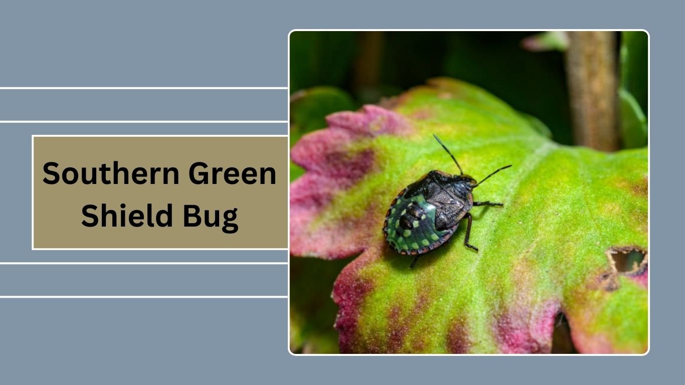 15 Types of Shield Bug: Identification with Pictures