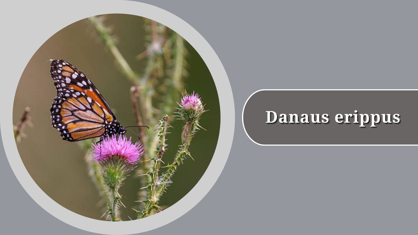 15 Types of Monarch Butterfly: Identification with Pictures
