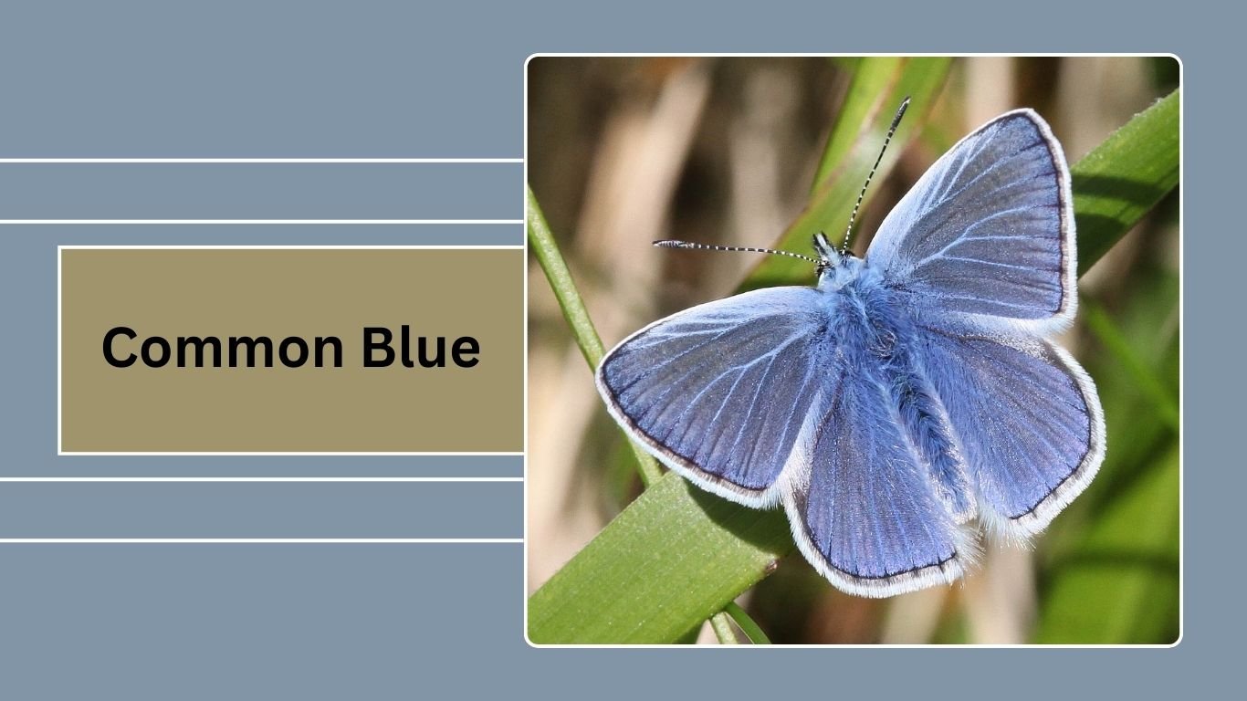 20 Types of Blue Butterfly: Identification with Pictures