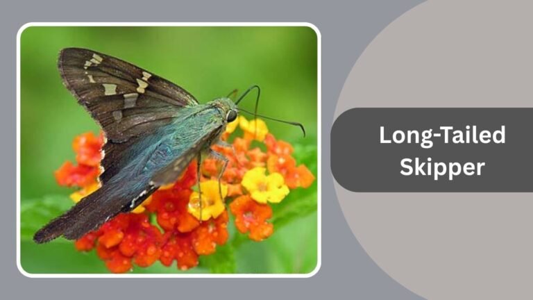 20 Types of Skipper Butterfly: Identification With Picture