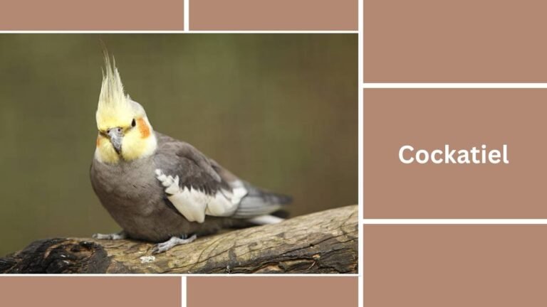 12 Best Talking Birds for Beginners: Identification with Pictures