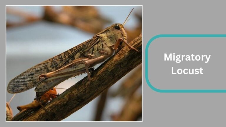 12 Types of Locust: Identification, Habitat, Behavior and Lifecycle
