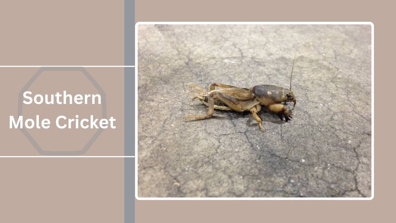 15 Types of Mole Cricket: Identification With Picture