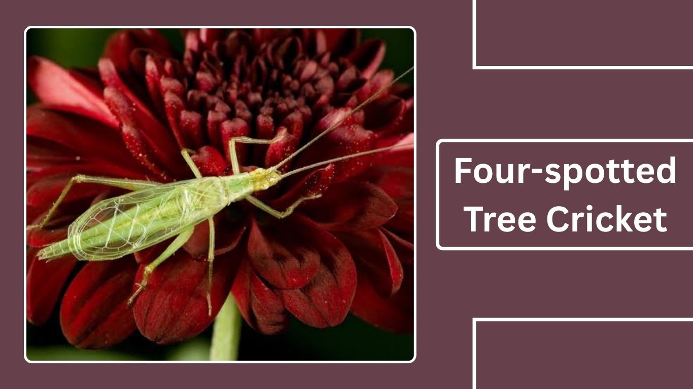 10 Types of Tree Cricket: Identification With Picture