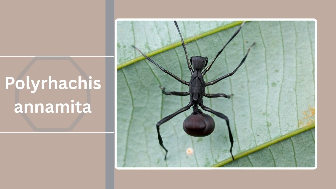 25 Types of Weaver Ant: Identification with Pictures