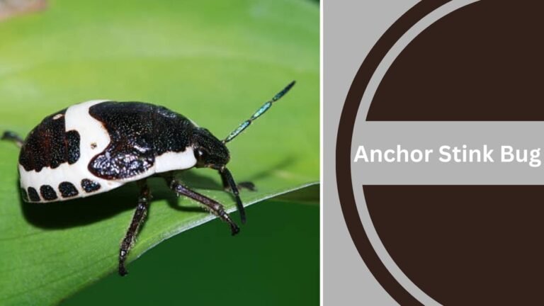 21 Types of Stink Bug: Identification with Pictures
