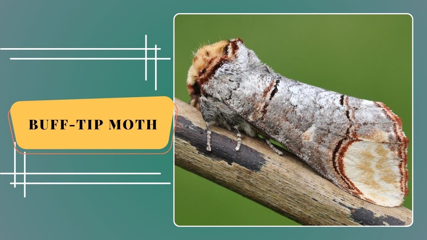 30 Types of Moth: Identification with Pictures