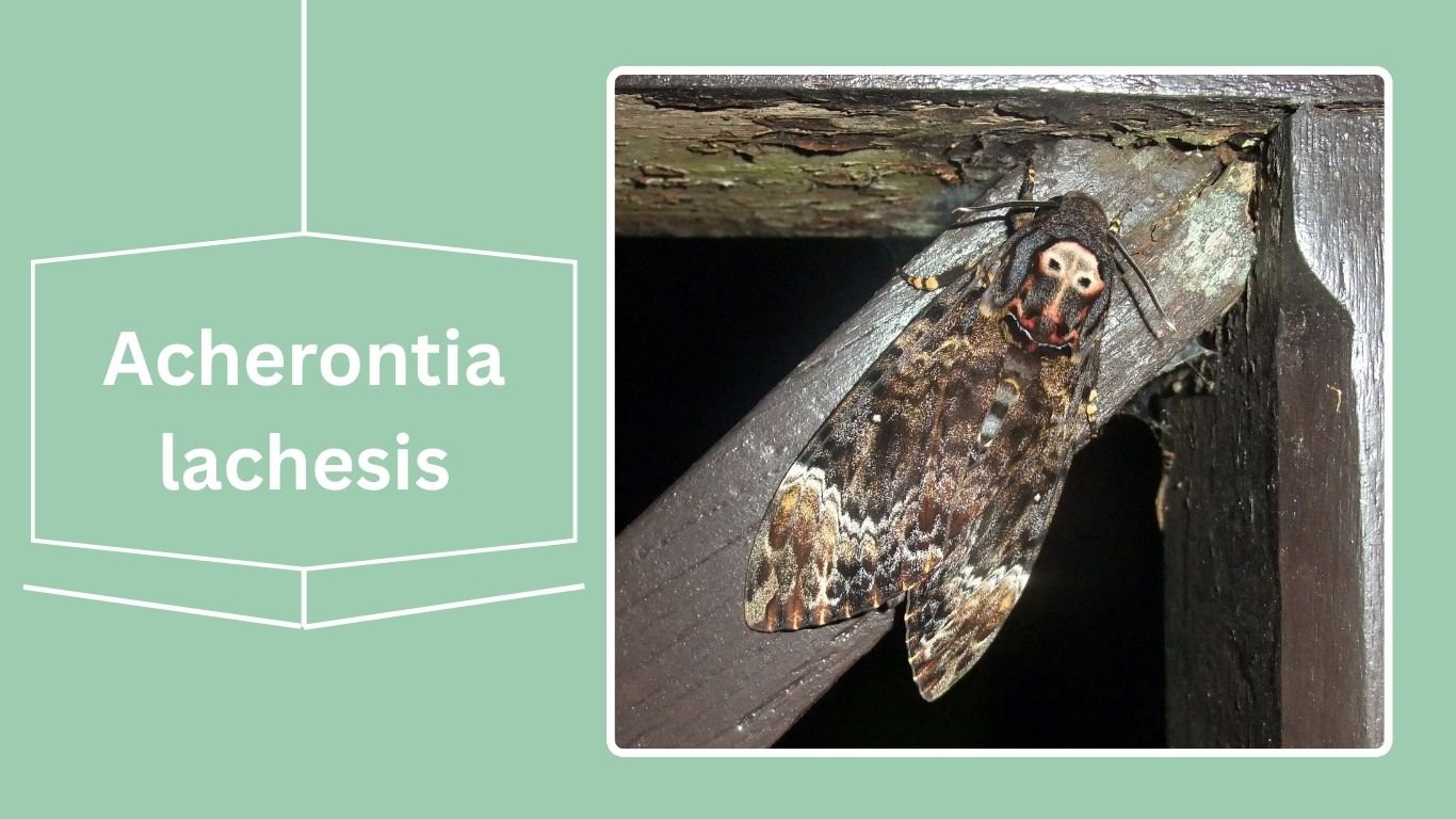25 Types of Hawk Moth: Identification with Pictures