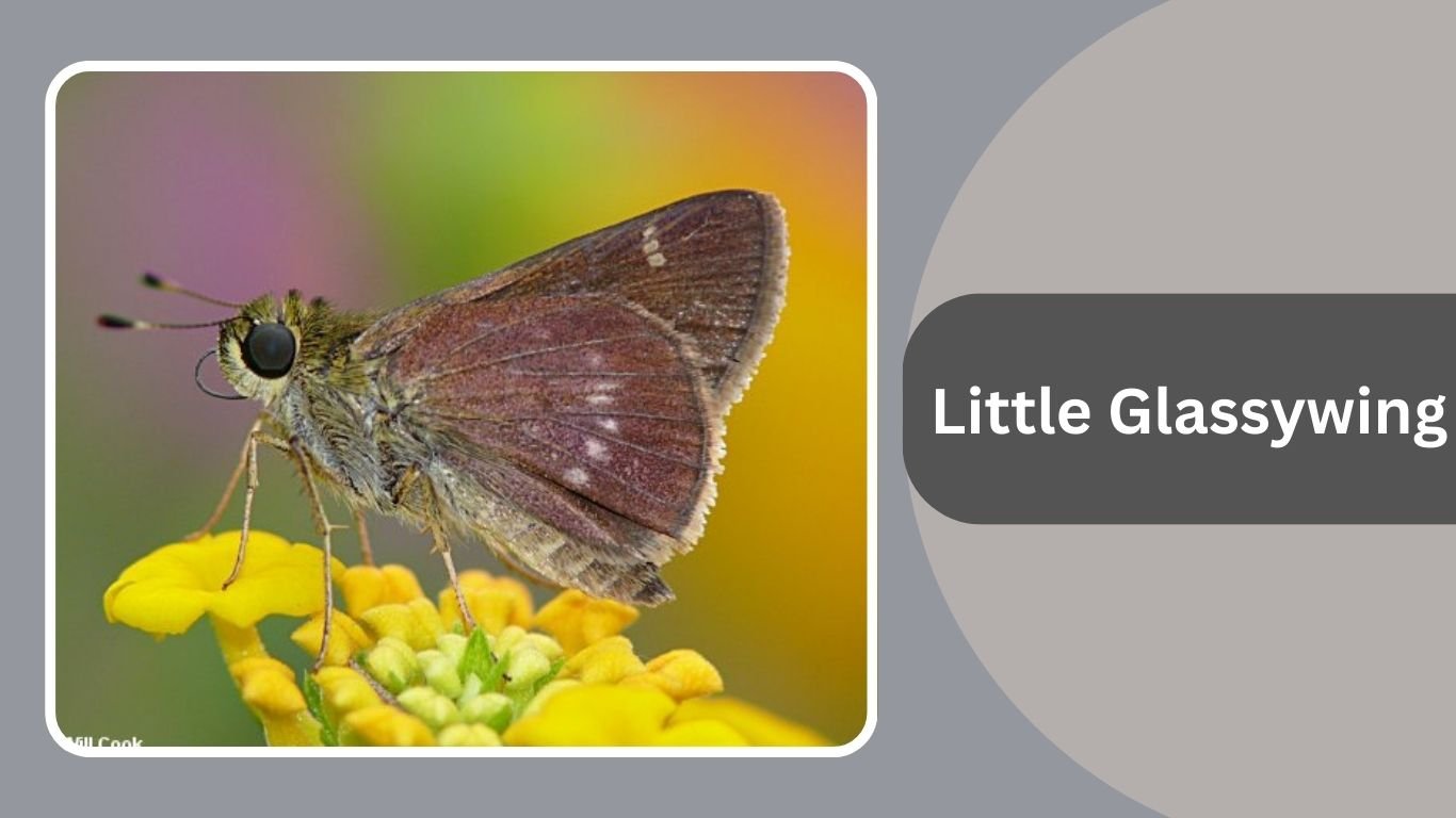 20 Types of Skipper Butterfly: Identification With Picture