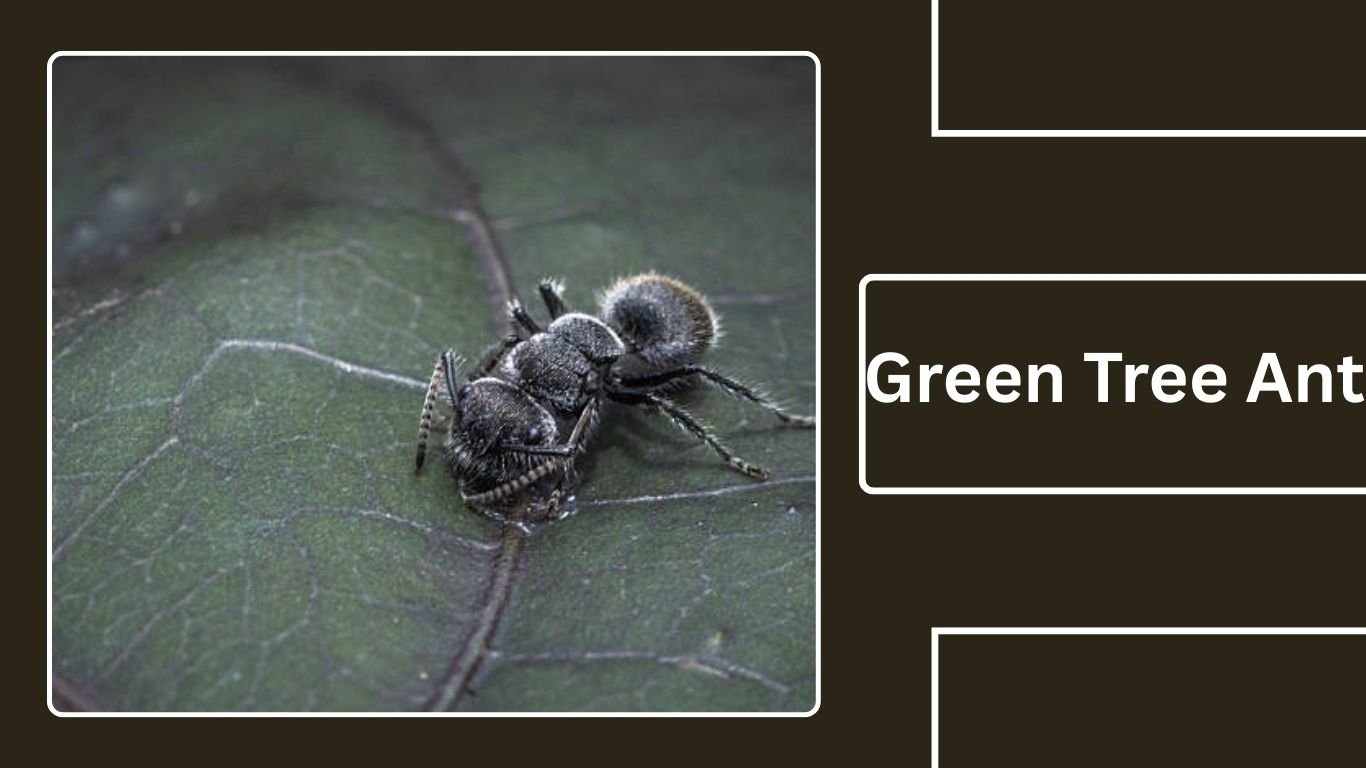 30 Types of Ants: Identification, Habitat, Behaviors, and Lifecycle