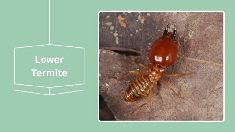 20 Types of Termites: Identification, Habitat, Behaviors, and Lifecycle