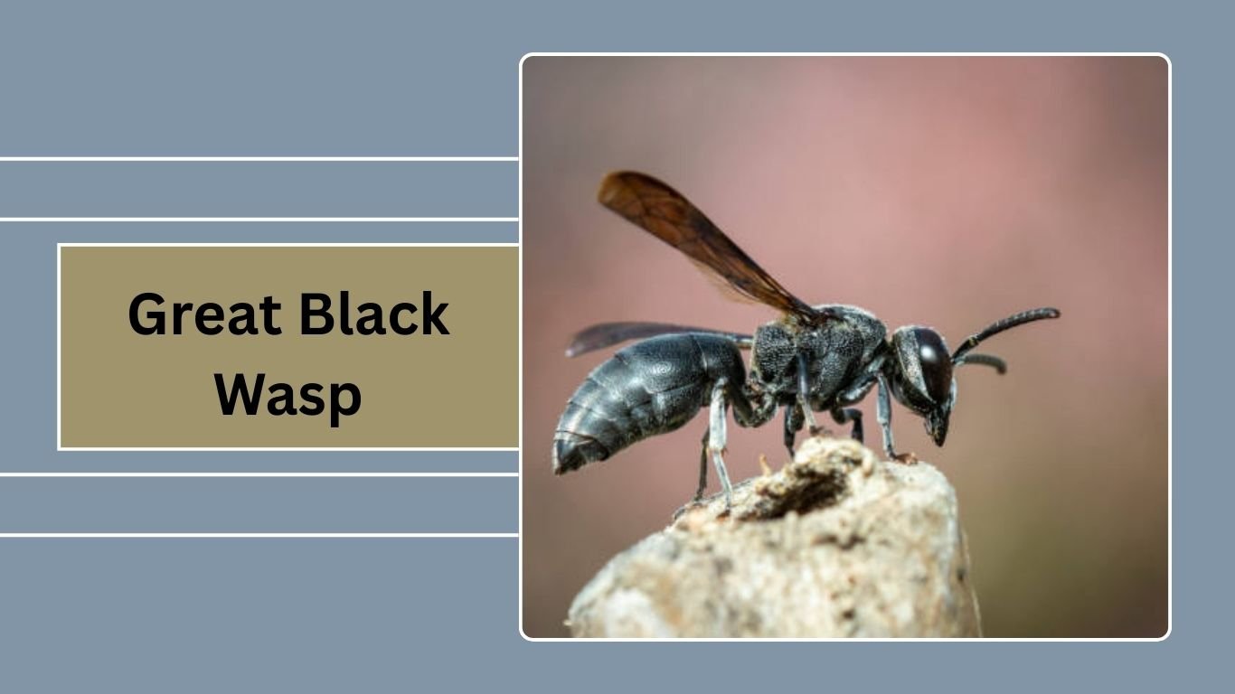 25 Types of Wasps: Identification, Habitat, Nesting & Diet