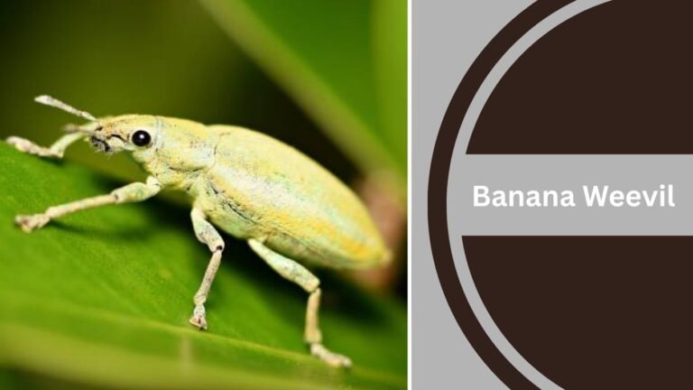 25 Types of Weevil: Identification, Habitat, Behaviour and Lifecycle