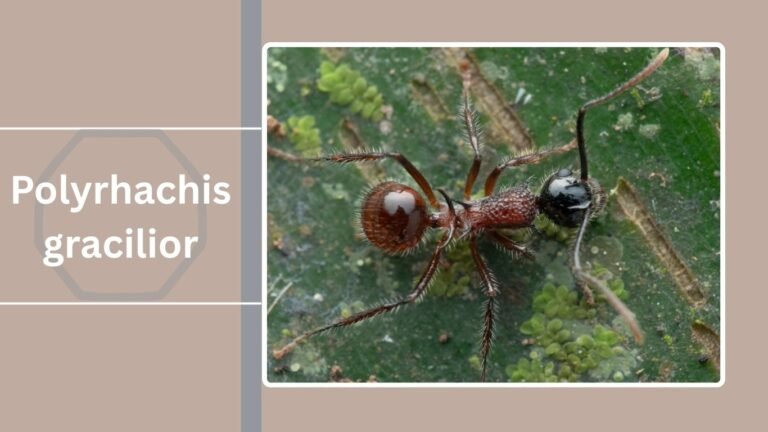 25 Types of Weaver Ant: Identification with Pictures