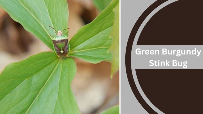 21 Types of Stink Bug: Identification with Pictures