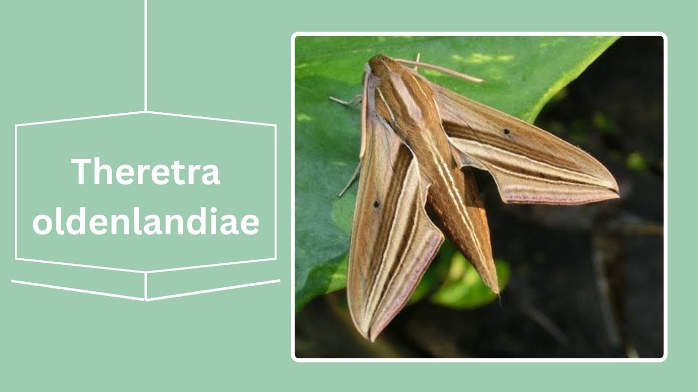 25 Types of Hawk Moth: Identification with Pictures