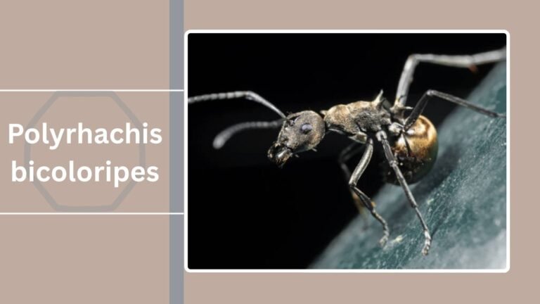 25 Types of Weaver Ant: Identification with Pictures